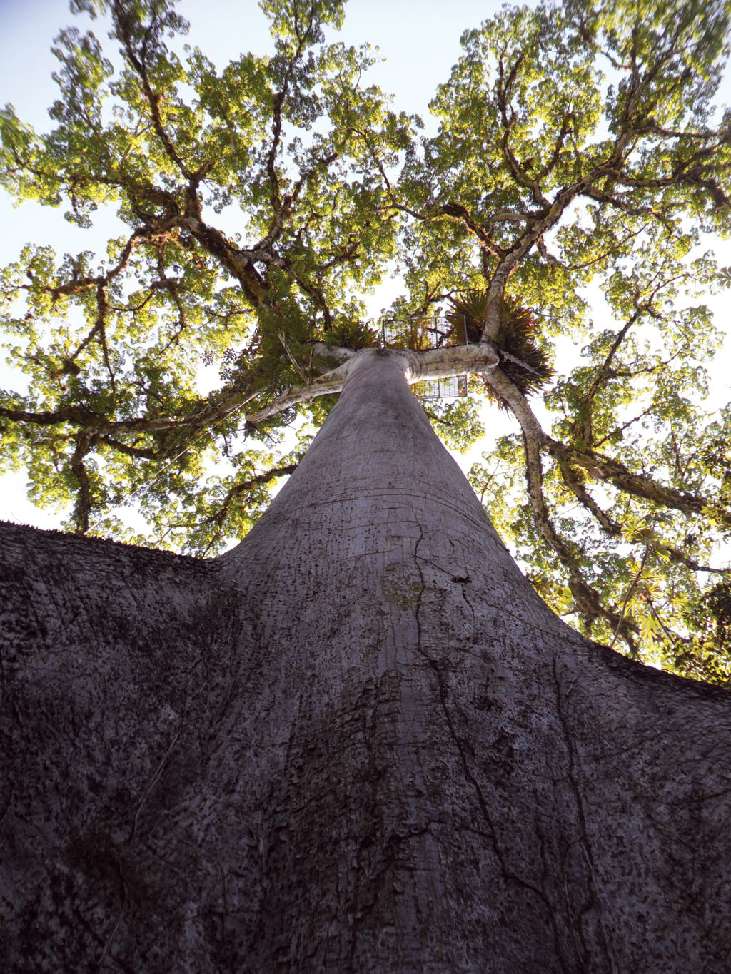 La Dendrologia como rama de la Botanica - DENDROLOGIA PARA LA VIDA