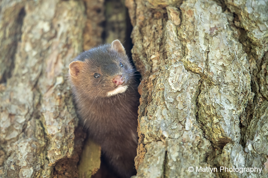 MatlynOutdoors: May 29-31, 2020