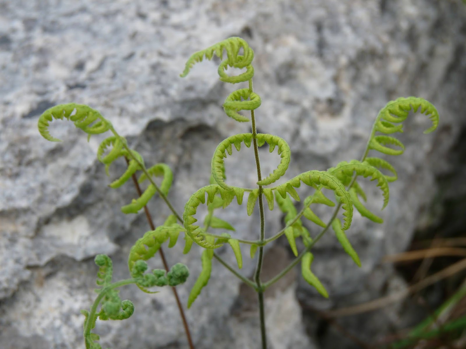 Hutton Roof's Special Ferns and More: Gymnocarpium robertianum ...