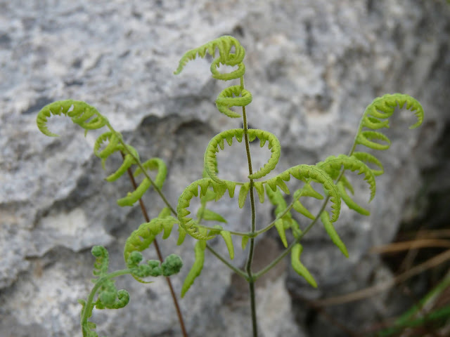 Hutton Roof's Special Ferns and More: Gymnocarpium robertianum ...