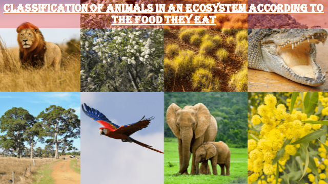 ECOSYSTEM ANIMALS | CLASSIFICATIONS OF ANIMALS ACCORDING TO THEIR FEEDING