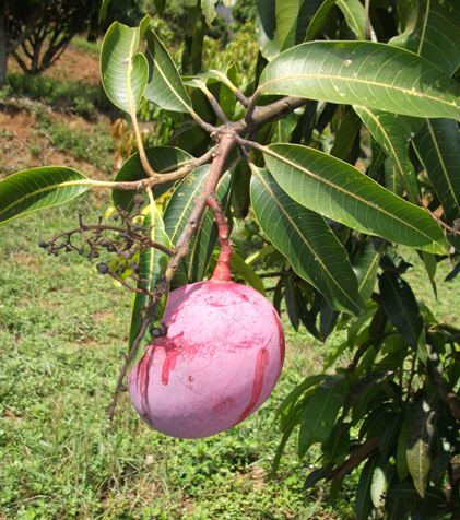 Fruits and Vegetable Cultivation: අඹ ගසක් නිවැරදිව සාදා ගන්නේ කෙසේ ද