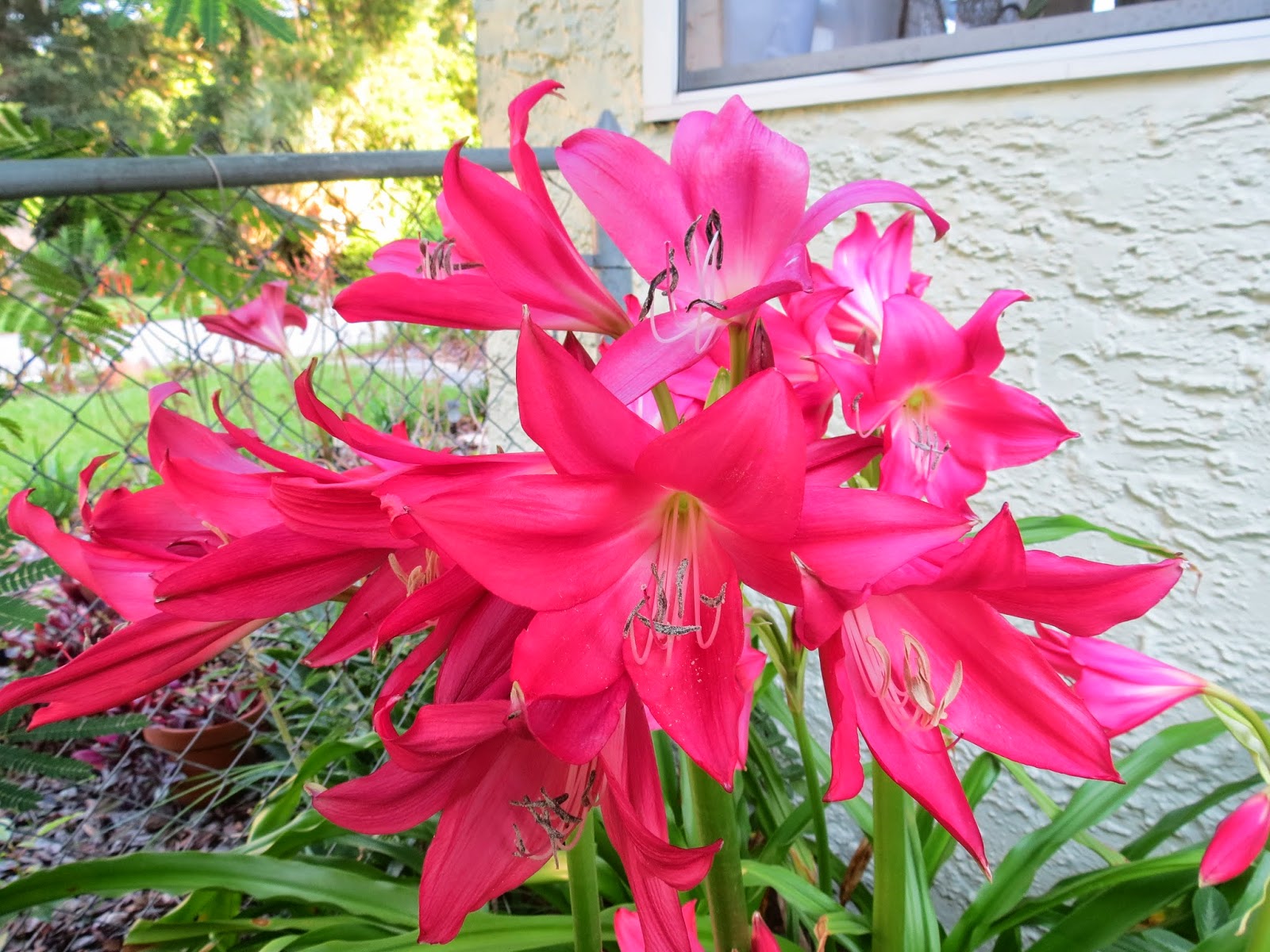 Angels for You: Easter Lilies: An Angel Message