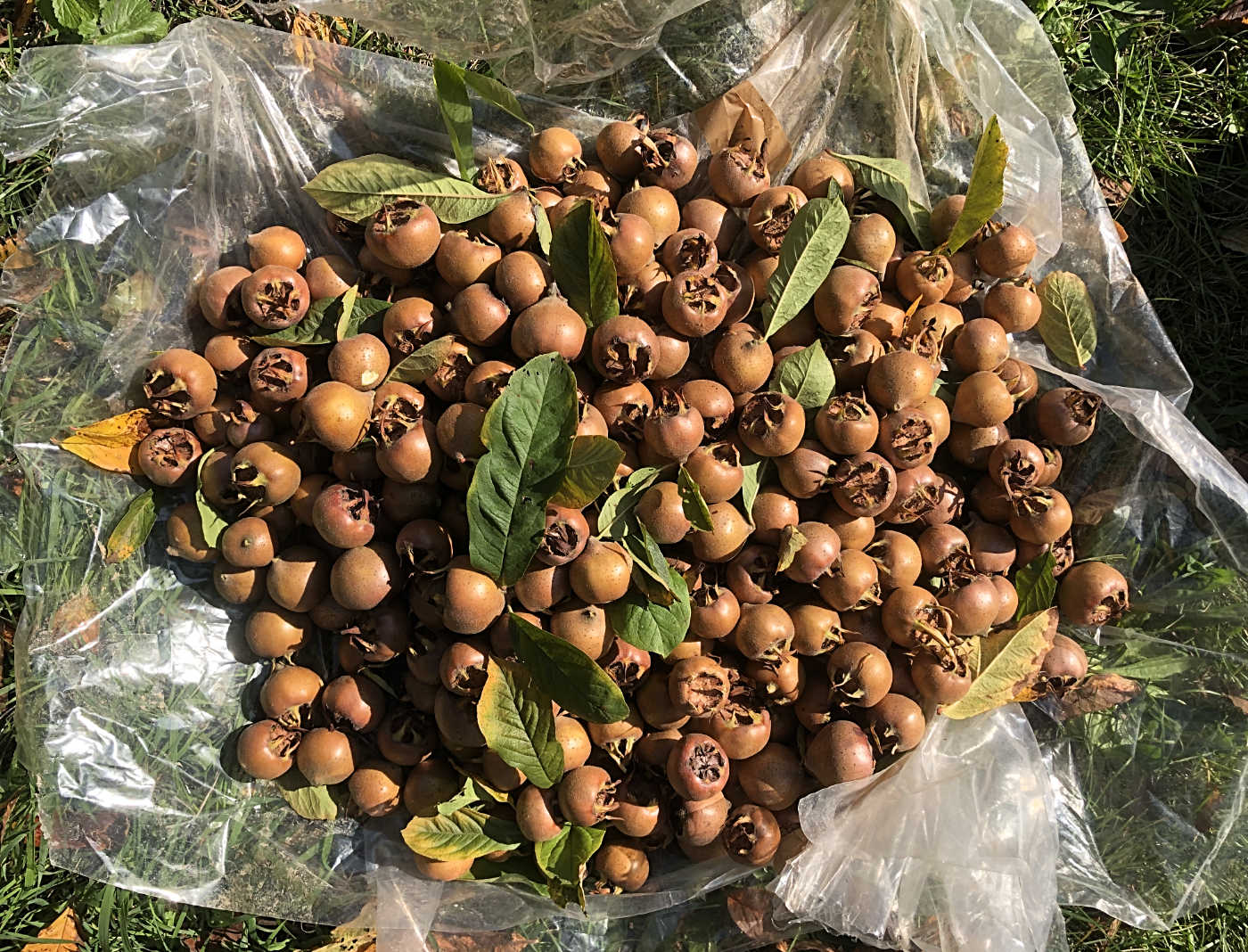 Gartenzone: Mispeln, mespilus germanicus - letzte Ernte im Jahr
