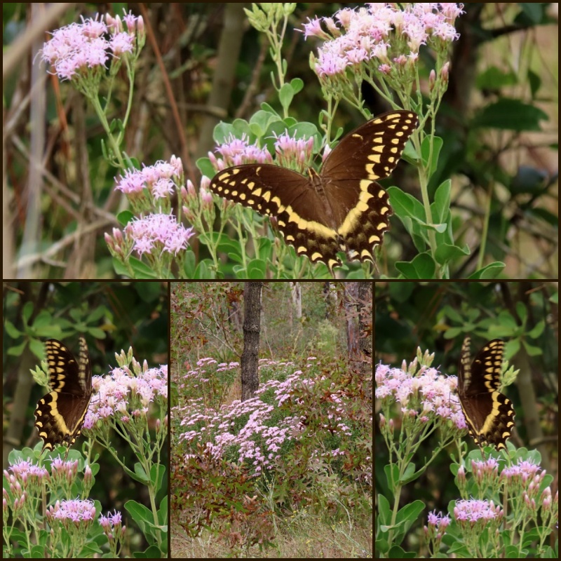" Welcome to Lavender Dreams ": Garberia, Fall Wildflowers