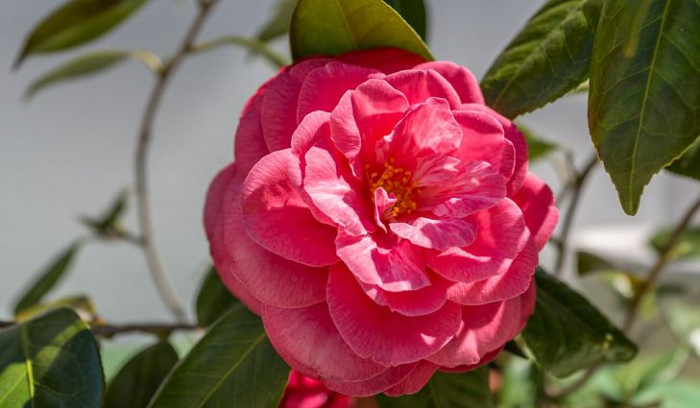 √ Bunga-bunga Paling Langka Di Dunia - terimakasih.eu.org