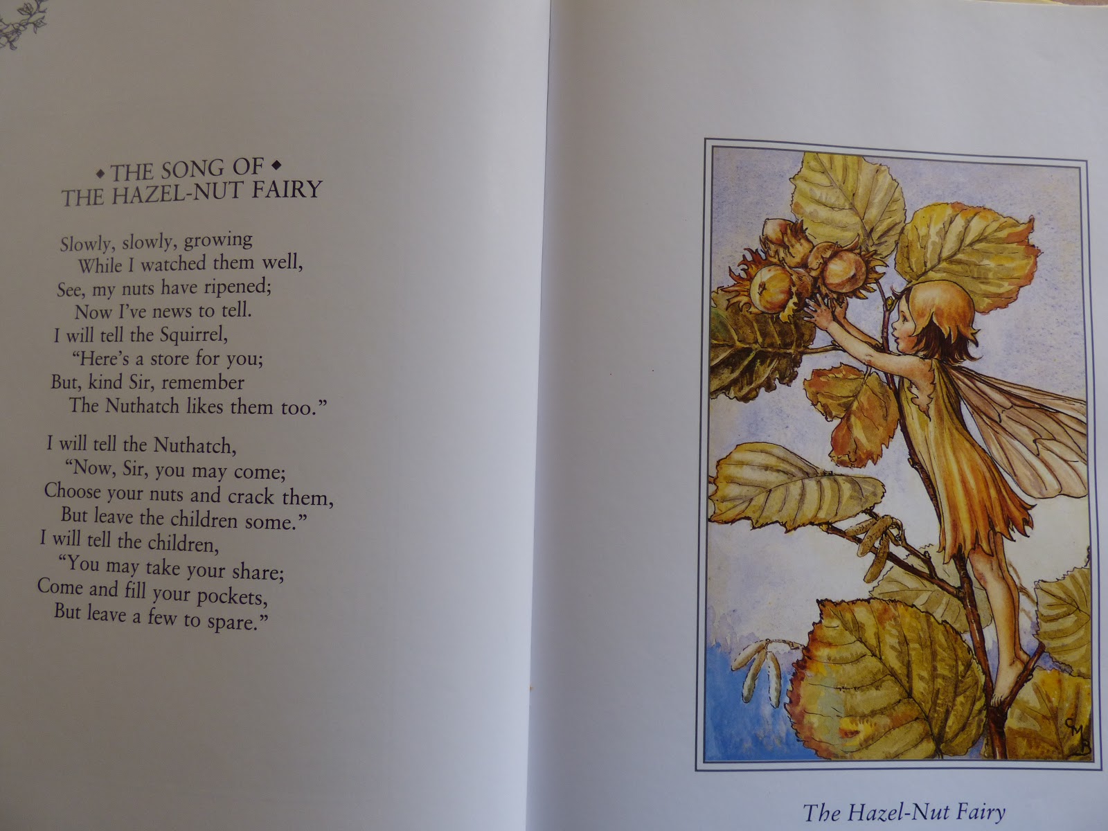 My Quiet Life in Suffolk: Nuts, Whole Hazel Nuts