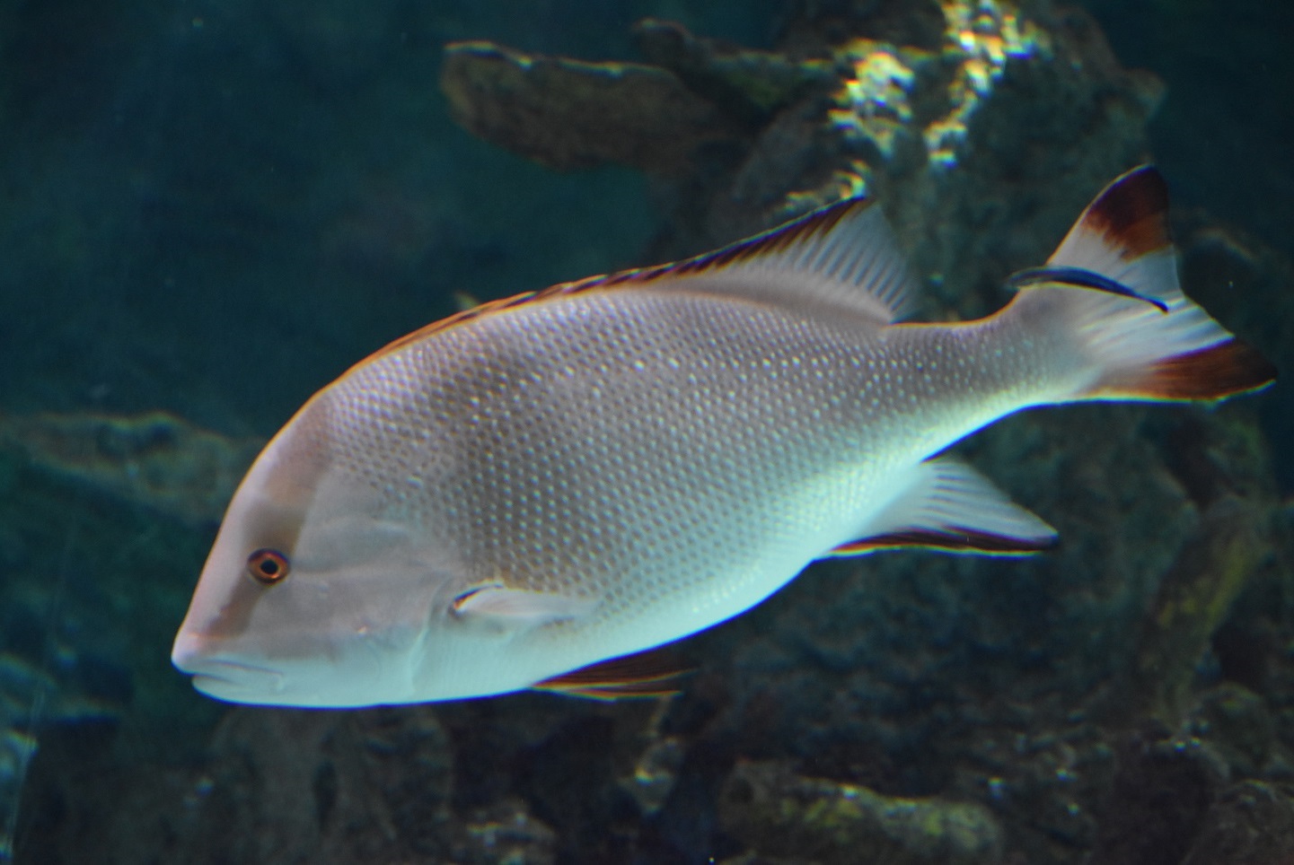 ZOOTOGRAFIANDO (6.100 ANIMALS): PARGO ROJO / EMPEROR RED SNAPPER ...