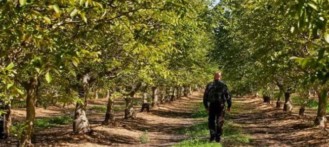 Soiuri de nuci romanesti ~ Nuci