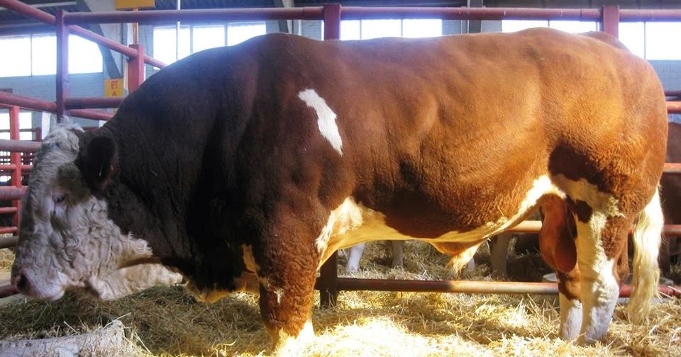 Bibit Sapi Simmental