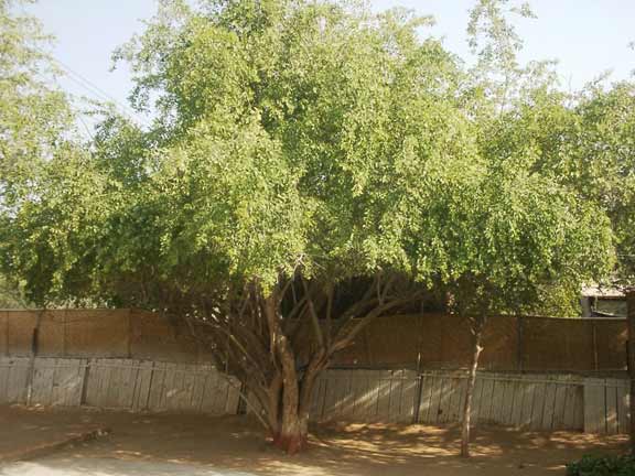 Nandanvan: Miswak or Meswak tree