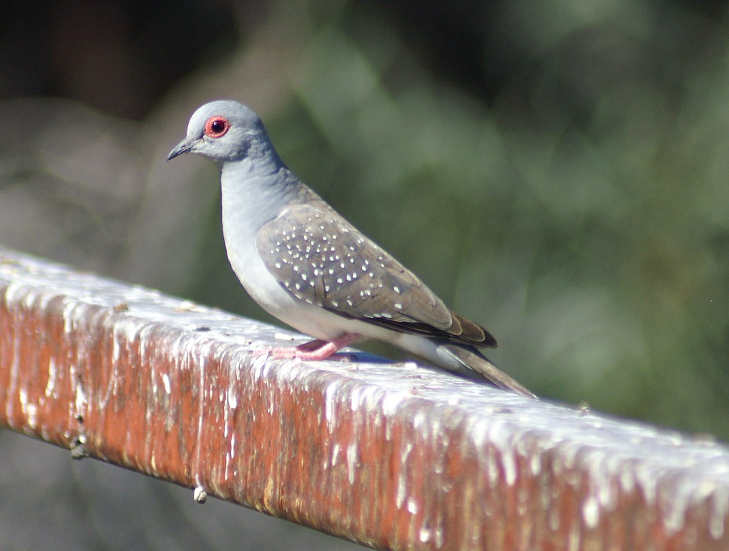 Bird In Everything: Diamond Dove Birds