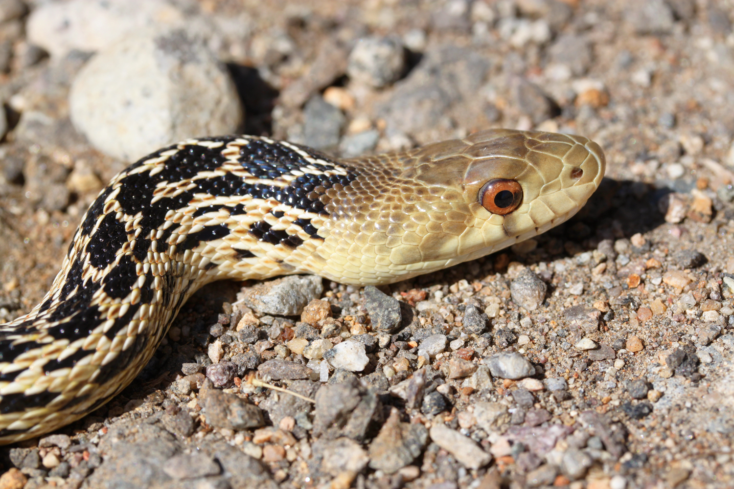 Cuyamaca Woods Mountain Journal: Snake Portraits