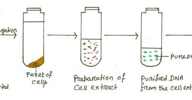 DNA Preparation and Purification - أكاديمية سيفجين الدولية للسلامة ...