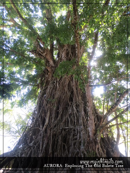 AURORA | Exploring The Old Balete Tree ~ MyInkTrails