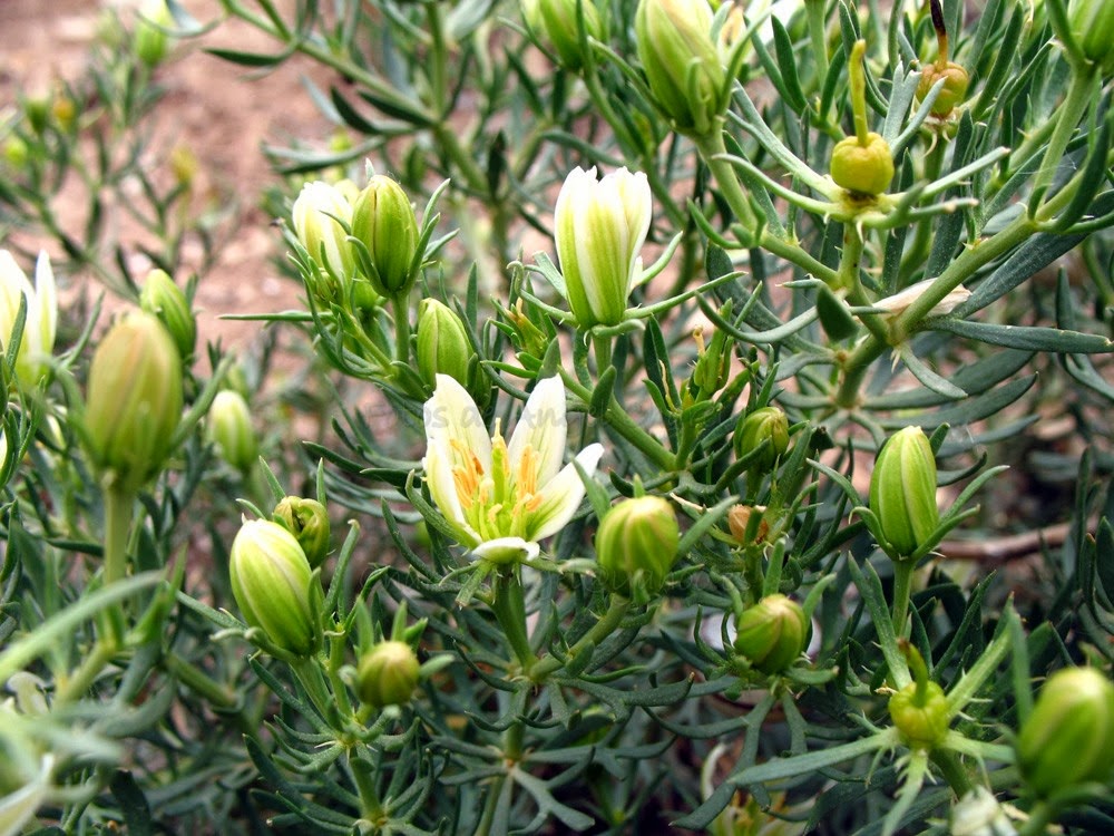 Flora medicinal, alimenticia y artesanal de la Ribera Navarra: Peganum ...