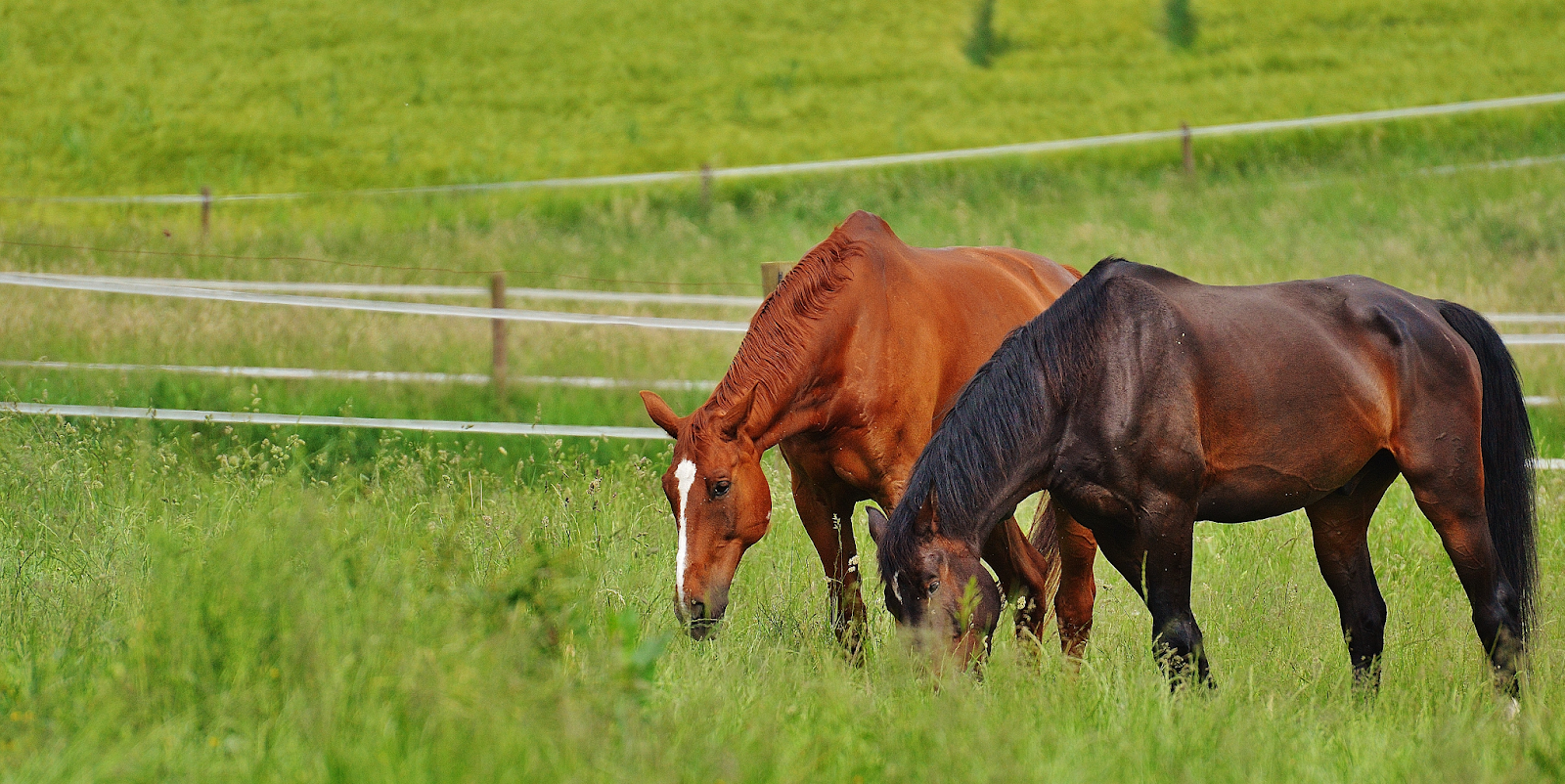 2NURFM Hunter News Property Identification Code A Must For All Horse 2nurfm-hunter-news-property-identification-code-a-must-for-all-horse