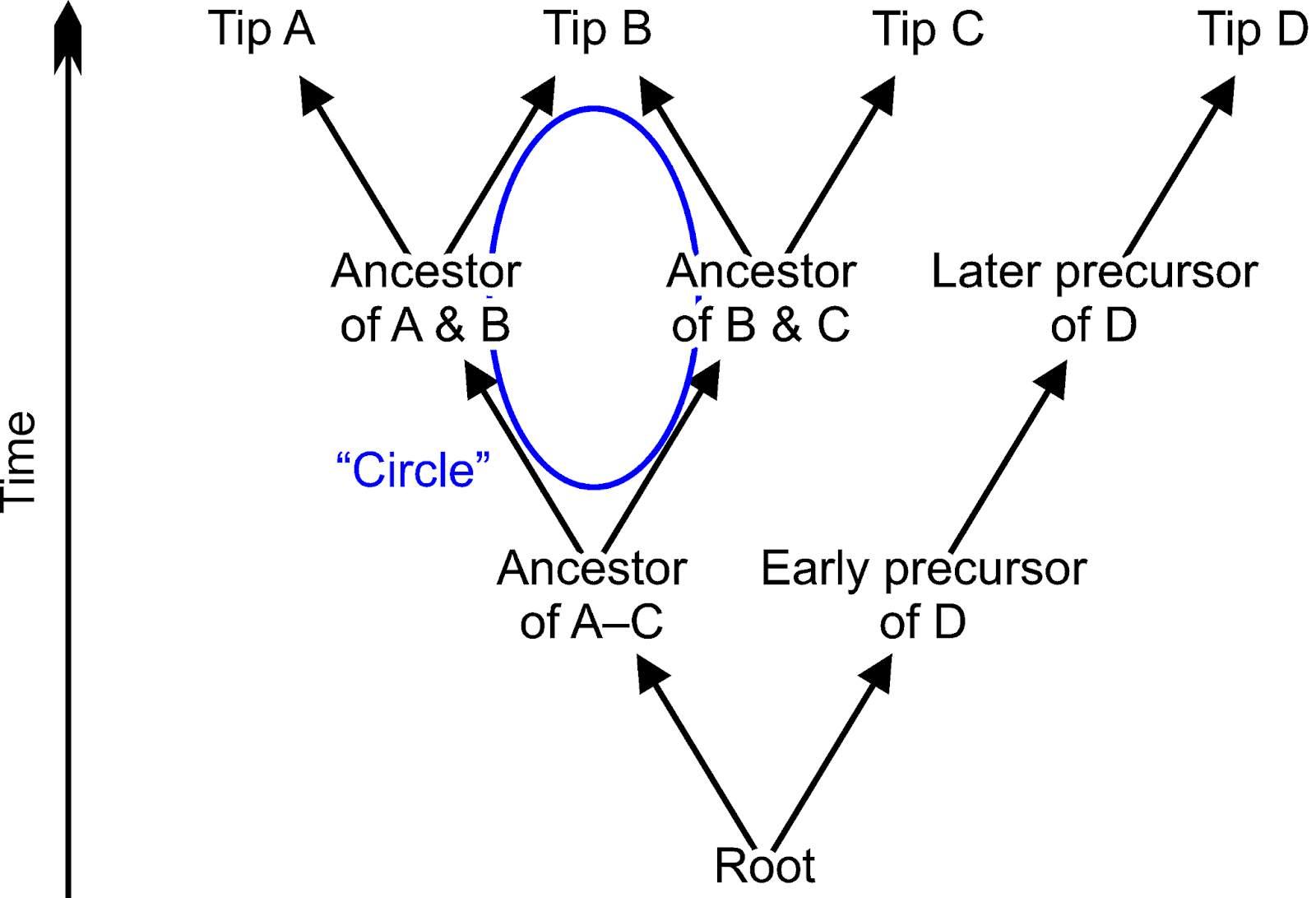 The Genealogical World of Phylogenetic Networks: To what degree are ...