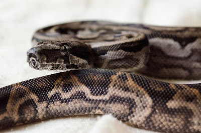 ¿Conoces la Boa sigma o CORUA Sonorense? - Biologando con Miguel