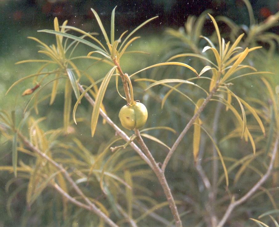 Taxonomia Plantae no Magnoliopsida: Phylum Tracheophyta Clase ...