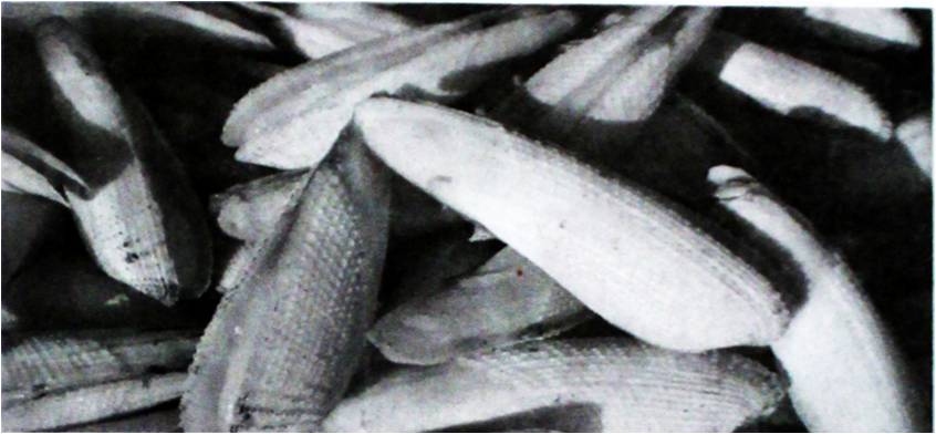 Roxas’ prized shellfish makes a comeback