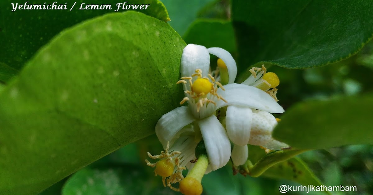 Flowers from My Cam: 15. Yelumichai / Lemon Flower ~ Kurinji Kathambam