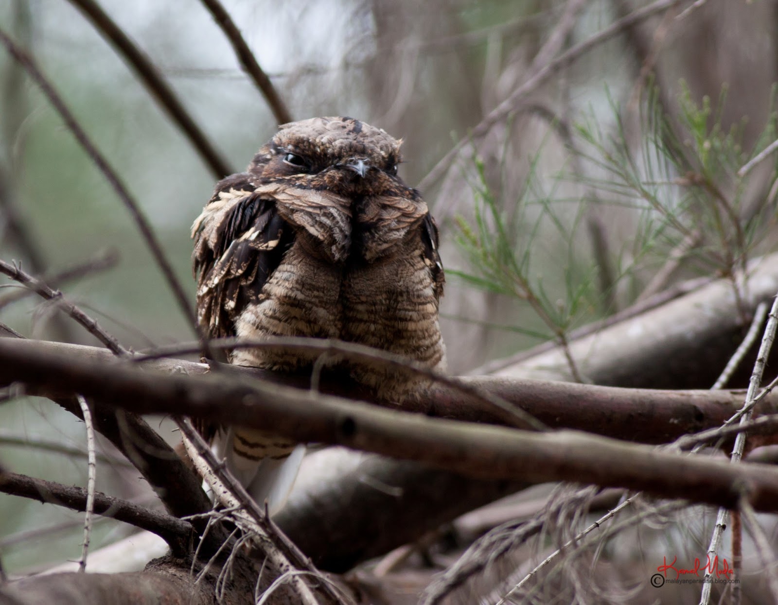 SOUTH EAST ASIA BIRDS - Malaysia birds paradise: Large-tailed Nightjar ...