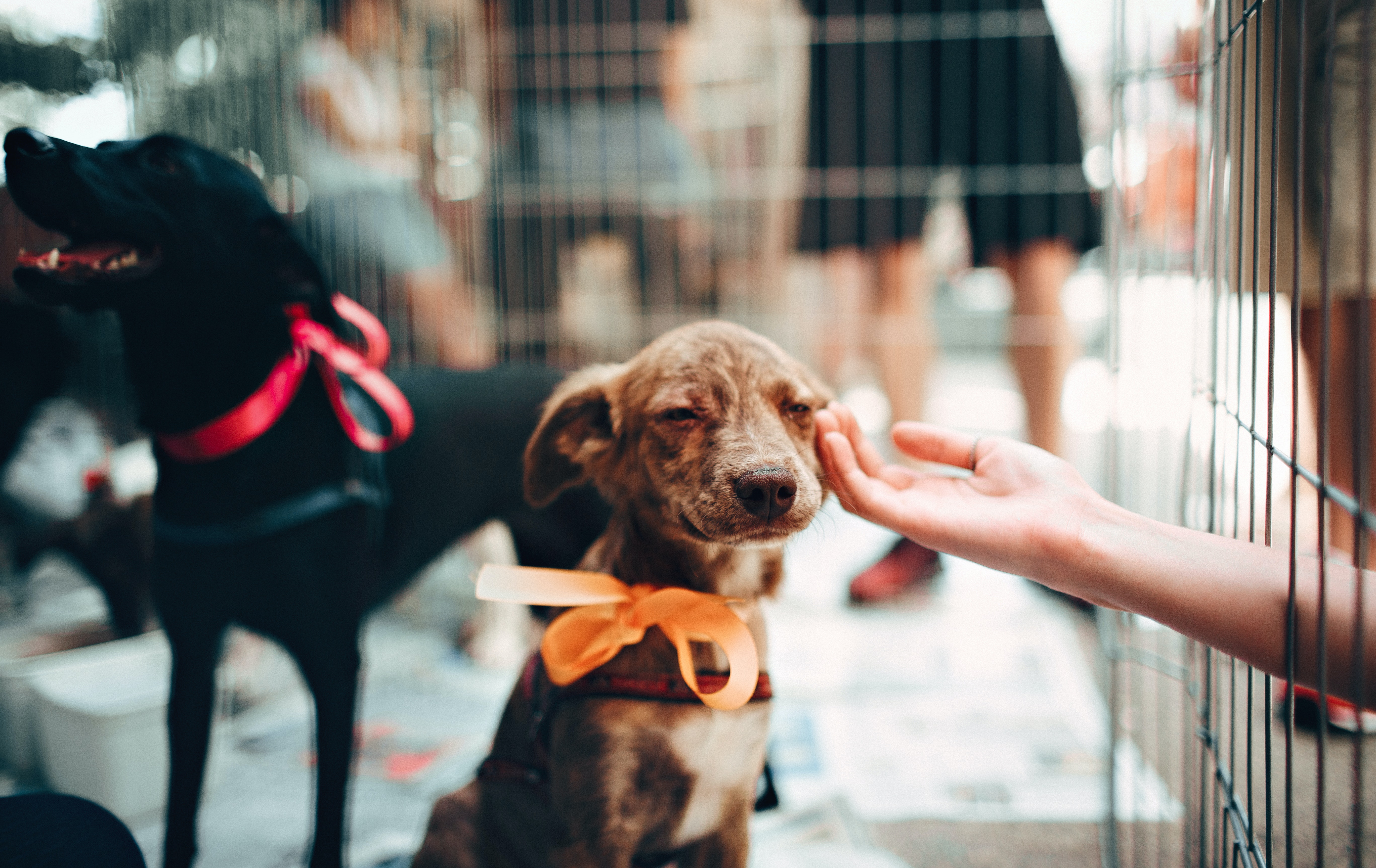 The Most Top Famous And Common Dog Name Female Dog Vs Male Dog 2020 Pet Of Universe the-most-top-famous-and-common-dog-name-female-dog-vs-male-dog-2020-pet-of-universe