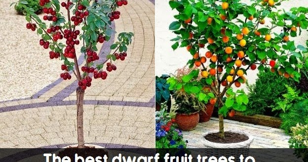 The best dwarf fruit trees to grow in pots #Fruit_Gardening