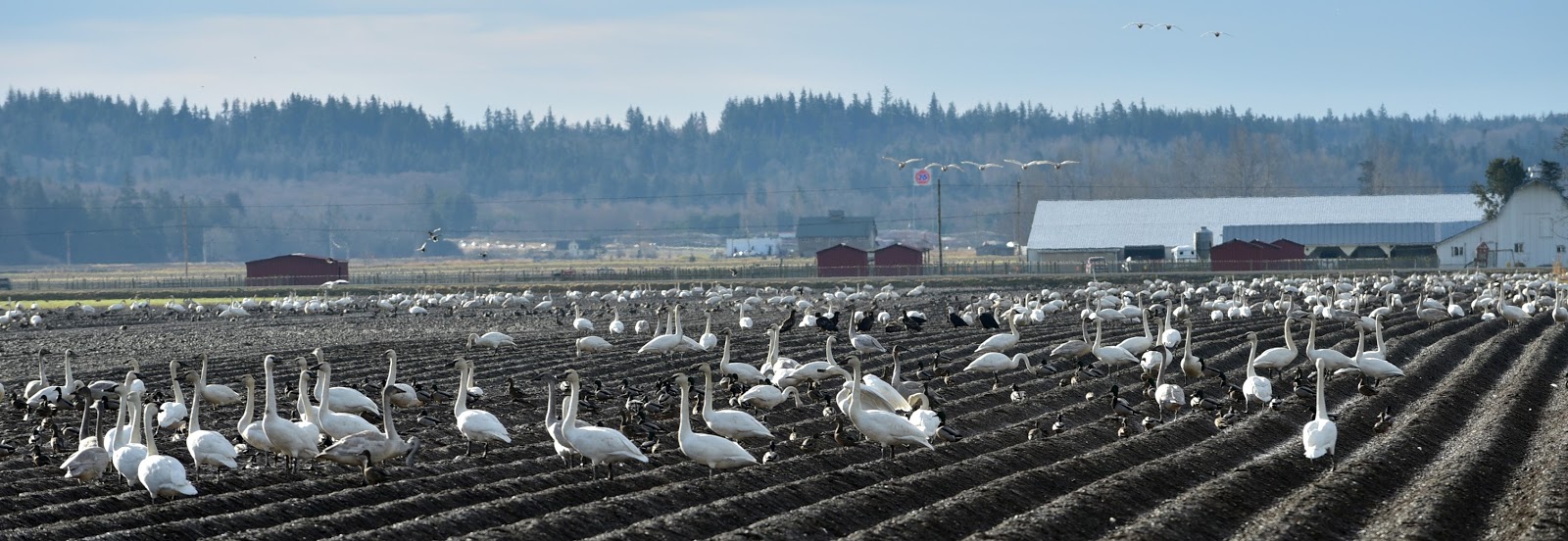 Shoreline Area News: Destinations: Swan viewing in Skagit County