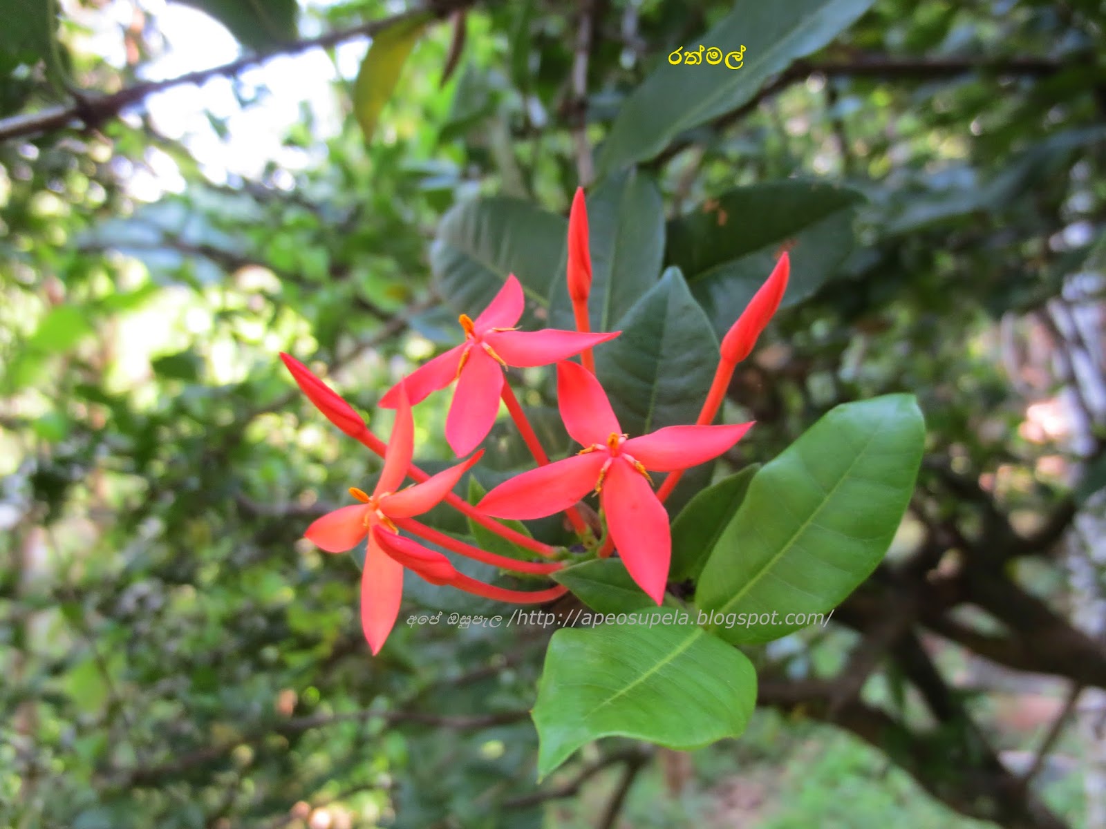 April 2015 ~ අපේ ඔසුපැළ Medicinal Plants of Sri Lanka