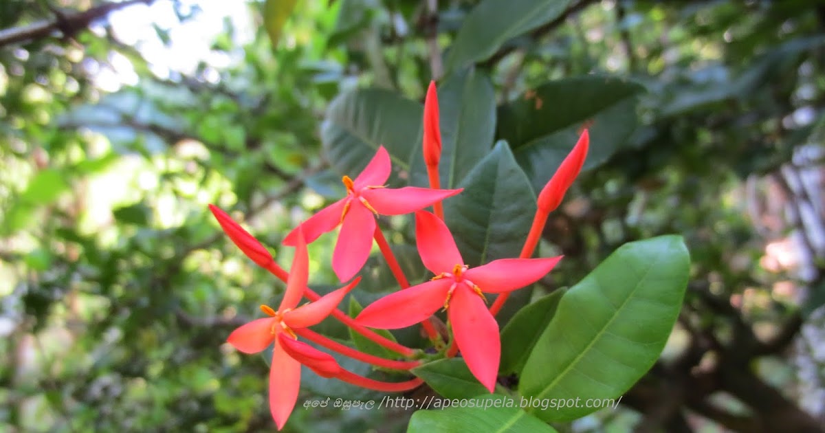 රත්මල් [Rathmal] (Ixora coccinea) ~ අපේ ඔසුපැළ Medicinal Plants of Sri ...