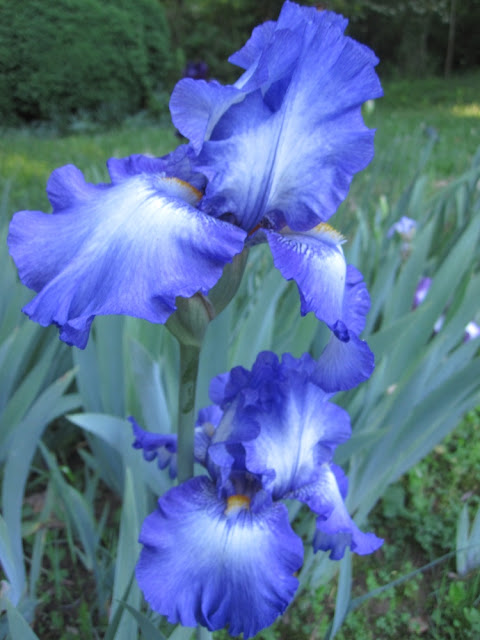 Walter Klingler & Stephen Boydstun : Thursday May 4, 2017 "Rip City ...