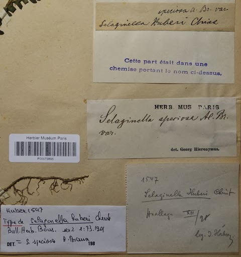 Jacques Huber and the Amazonian Botany: Plant collections