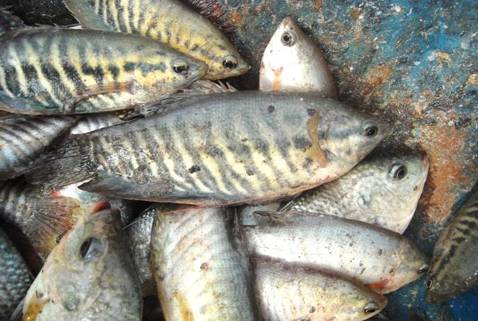 Mata KaiL Indo: Memancing Ikan Sepat