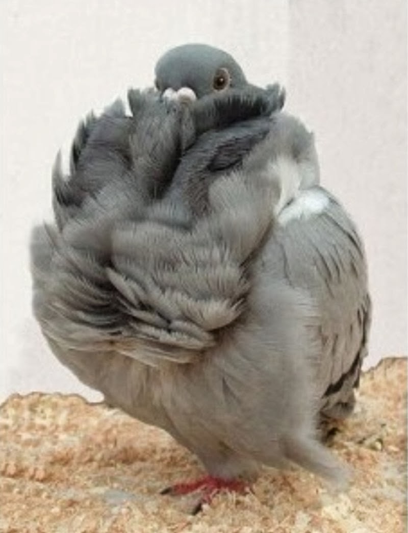Pigeon Breeds: Chinese Owl Pigeon