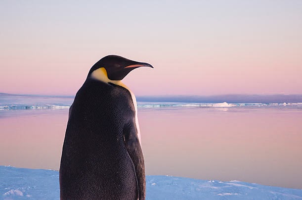 Ilmastorealismia: Pingviinijuttu lämpenevältä Etelämantereelta