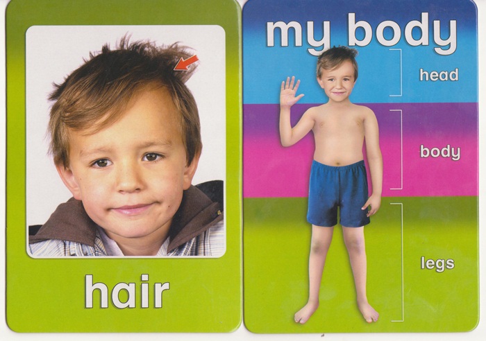 kedai online dhonest: FlashCards : Amazing Board Flashcard My Body