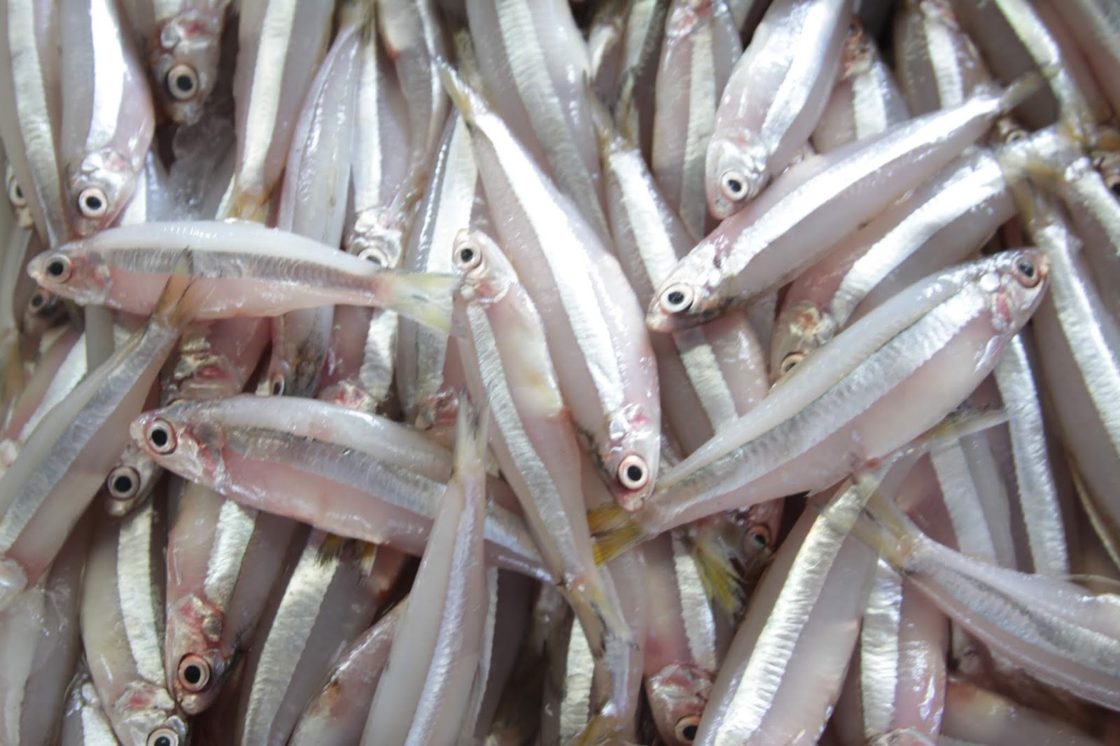 Prepare suas refeições com os peixes sazonais deste mês 🐠