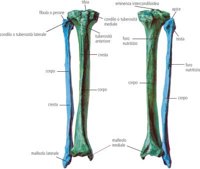 Med's08 Pro o.1: Video miembro inferior ( Perone )