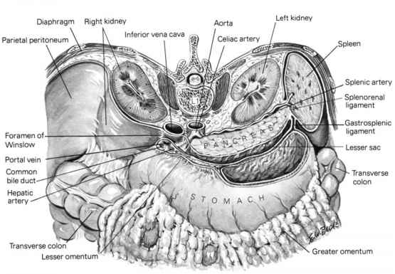 TecniScan Científico: Espacios Perihepáticos, Transcavidad de los ...