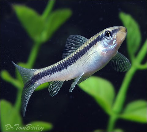 Aquascaping and Nursery: Siamese Algae Eater (SAE)