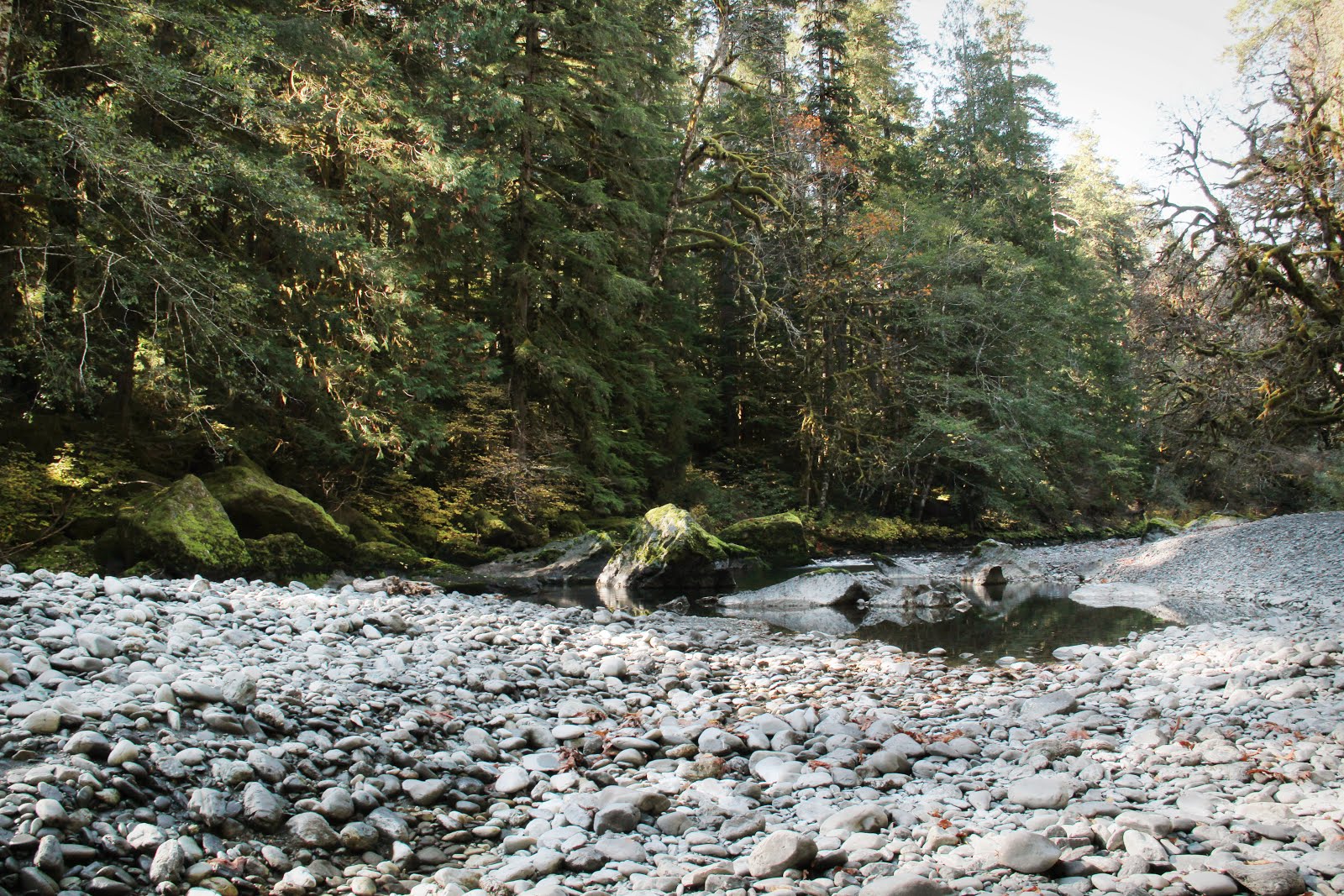 The Lovely Red Fox: Hiking Staircase — Olympic National Park