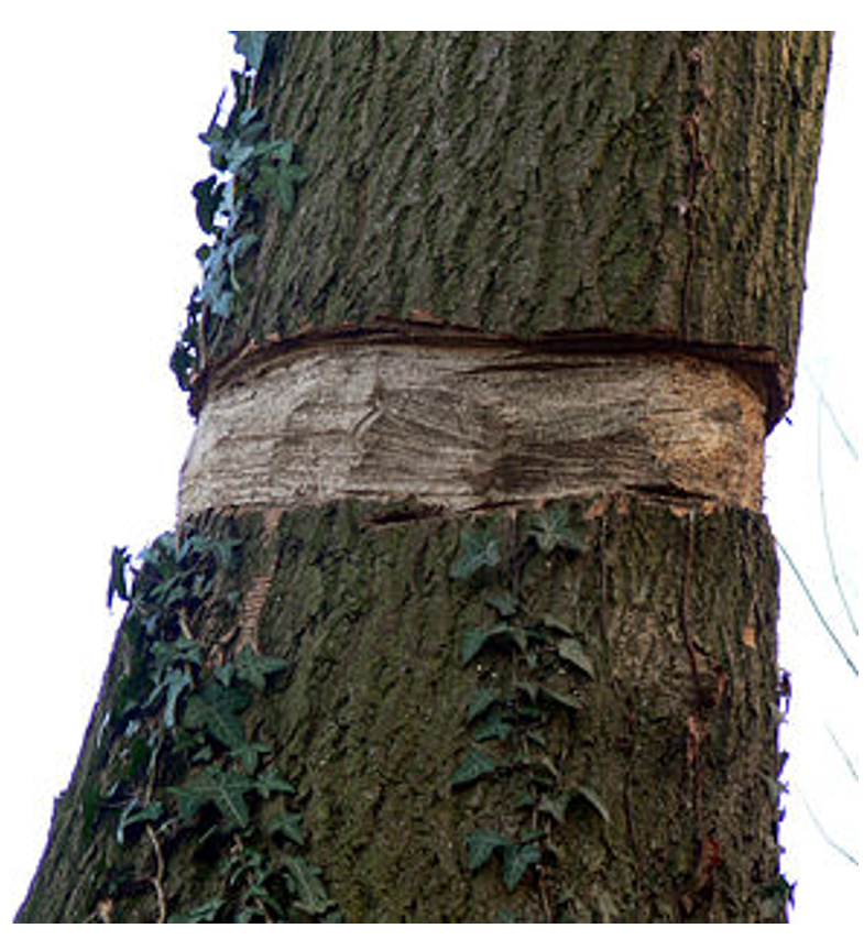 Controlling Weedy/Invasive/Polleny Siberian Elm Trees