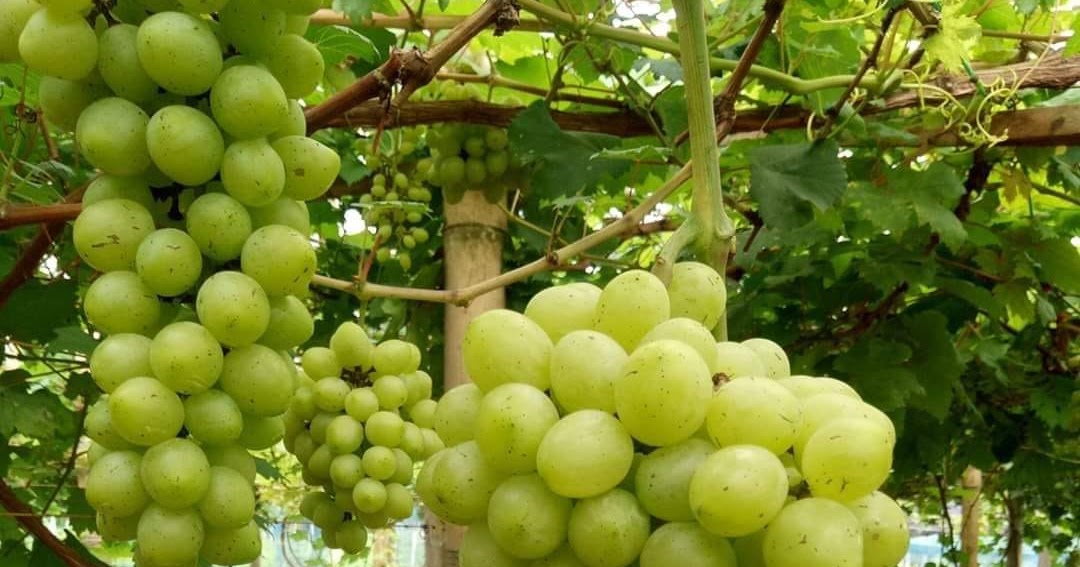 Harus tahu...!!!, ini 9 Jenis Tanaman anggur terbaik yang bisa ditanam ...