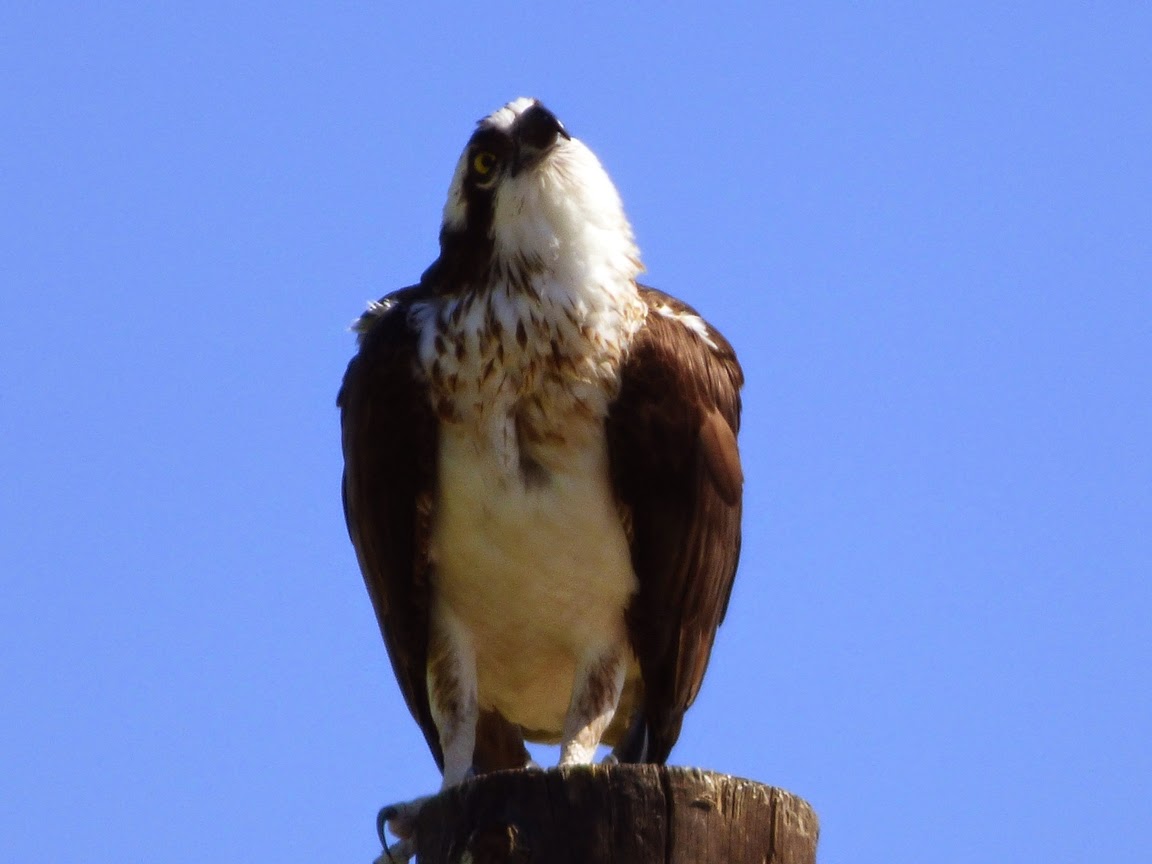 Geotripper's California Birds: Ospreys nesting near Turlock Lake