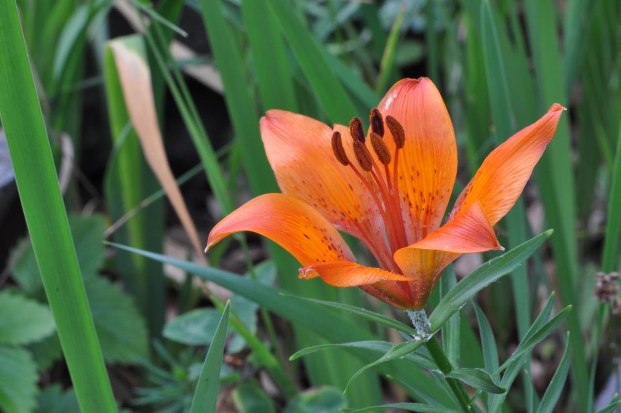 Le Lys (lis) orangé