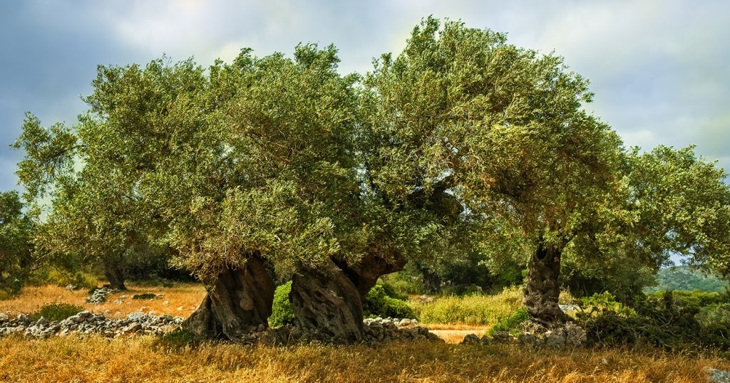 Η ΠΑΡΑΤΕΤΑΜΕΝΗ ΞΗΡΑΣΙΑ ΜΕΓΑ ΘΕΜΑ ΓΙΑ ΤΗΝ ΕΛΑΙΟΚΑΛΛΙΕΡΓΕΙΑ ...
