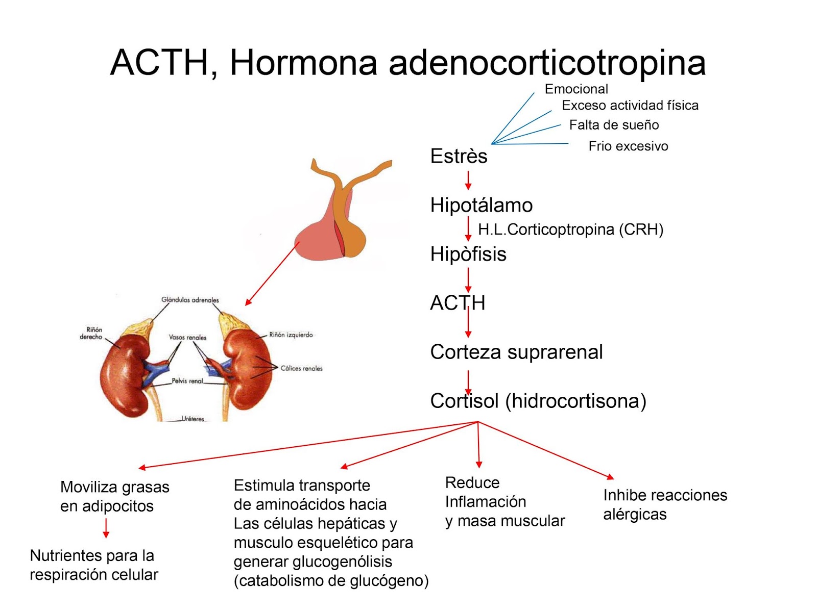 Primer Nivel de Enseñanza Media (1°-2° Medio): Sistema endocrino Primer Nivel de Enseñanza Media (1°-2° Medio): Sistema endocrino