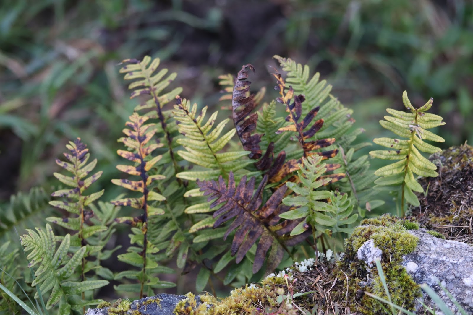 Anabela Magalhães: Bom Dia com Imagens e Sons da Serra da Aboboreira